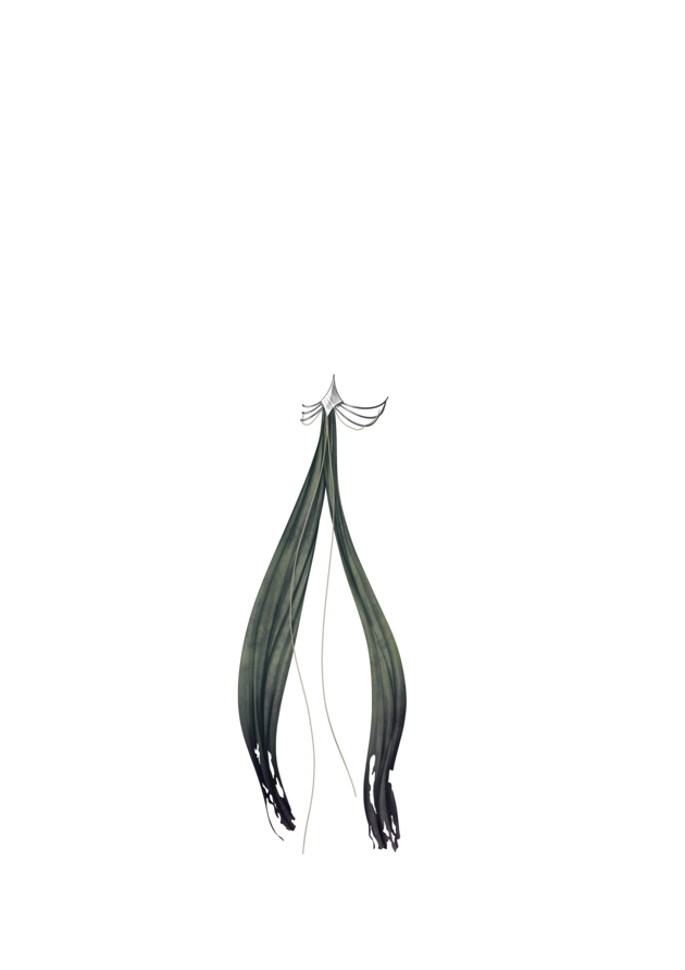 Banshee | Wiki Eldarya | Fandom